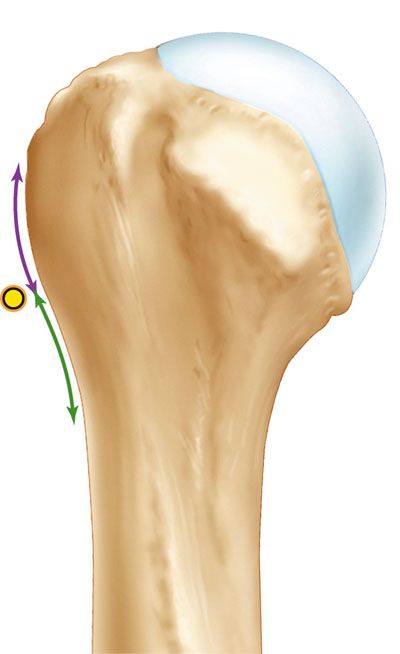 Effets biomécaniques des dispositifs inter épineux lombaires