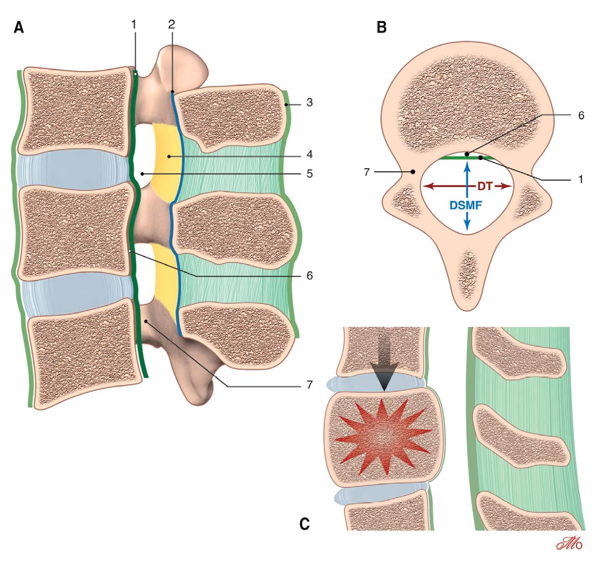 Les canaux rachidiens